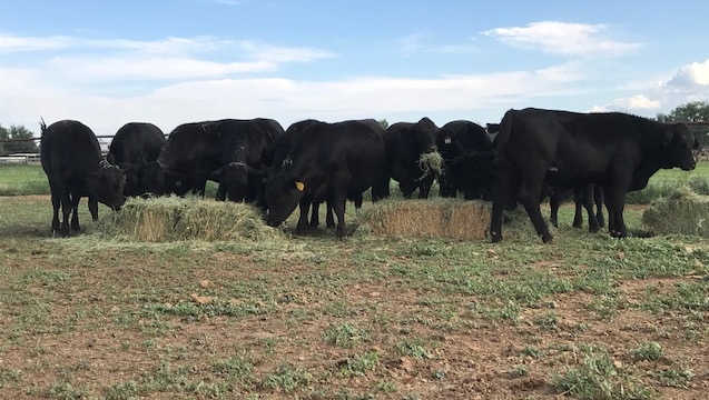 Lazy L Ranch Beef Sides