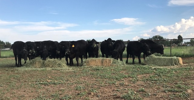 Lazy L Ranch Beef Packages