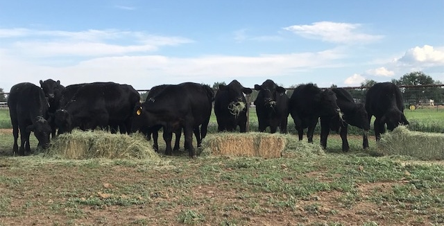 Lazy L Ranch Beef Packages